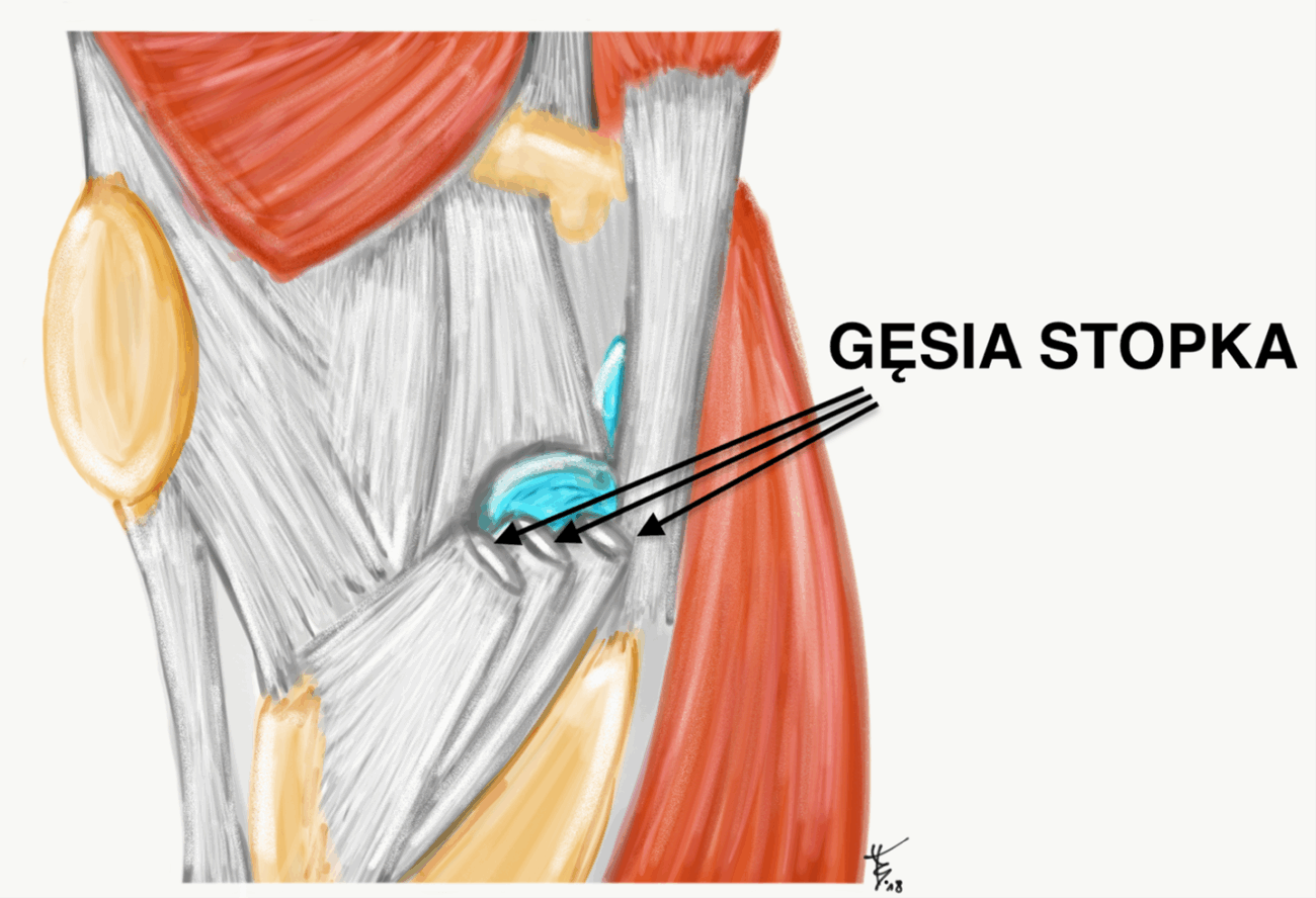 pes anserinus – biegajacyortopeda.pl